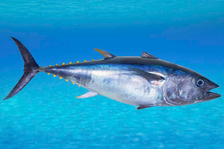 La Técnica de Pesca Curricán (Trolling) - Mike's Fishing & Tours