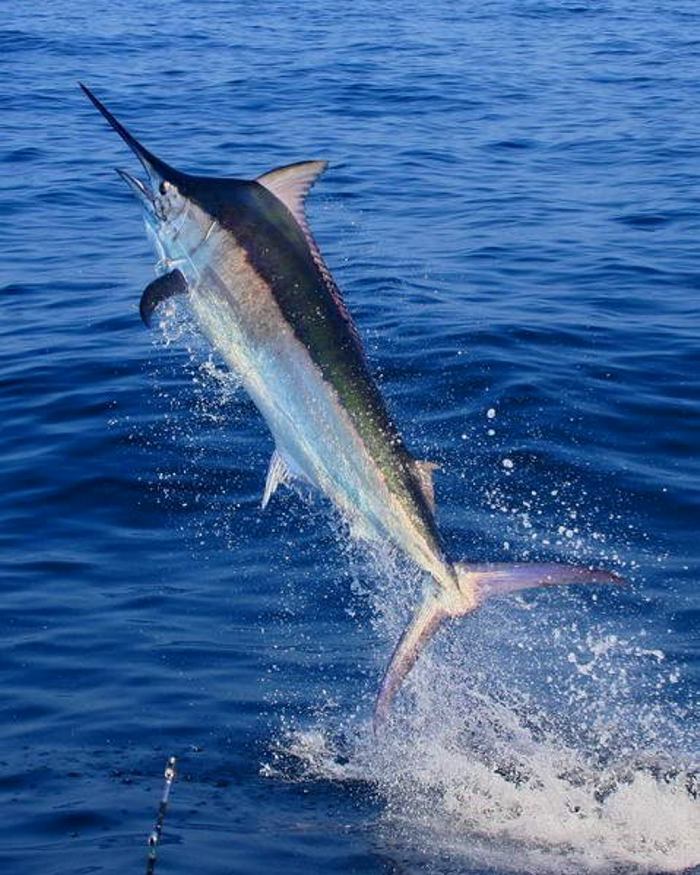 La Técnica de Pesca Curricán (Trolling) - Mike's Fishing & Tours